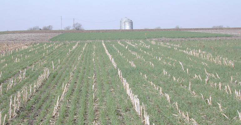 What We’ve Learned About Corn, Nitrogen And Rye Cover Crops - T-L ...