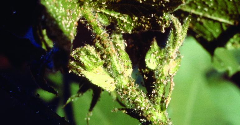 Insecticide Seed Treatments Help Make A Stand, But Some May Need A ...