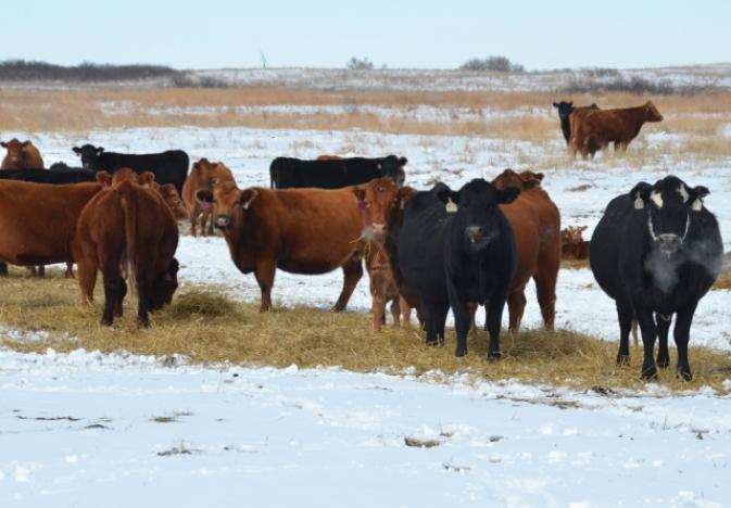 Cold Weather And Energy Demands For Cattle - T-L Irrigation