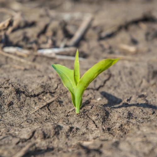 Don’t Sweat Early Frost Injury To Corn - T-L Irrigation