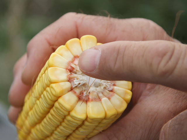 How To Estimate Corn Yield - T-L Irrigation