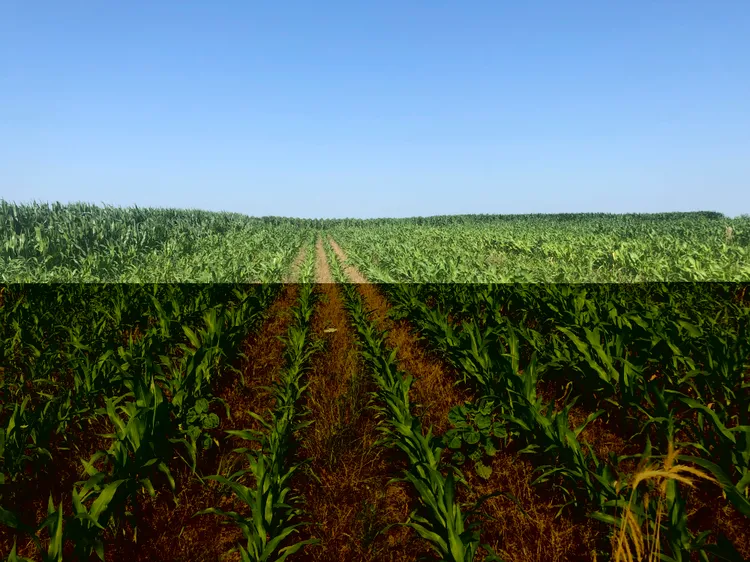 Perennial Cover Crops - T-L Irrigation