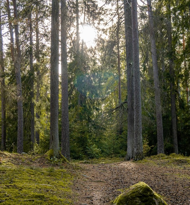 Starting a Forest Management Plan - T-L Irrigation