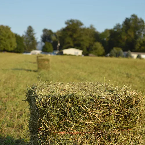 What Goes Into the Process of Hay Testing - T-L Irrigation