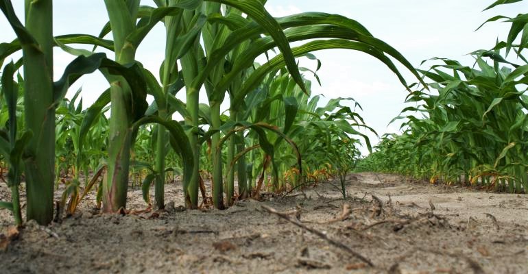 7 Corn Weed Questions To Ask Yourself Before ‘spraying And Praying’ - T ...