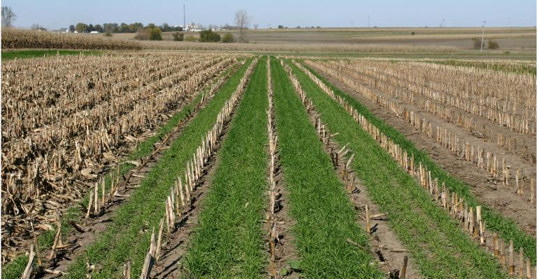Cover Crops Reduce Nitrates Without Hurting Yield - T-L Irrigation